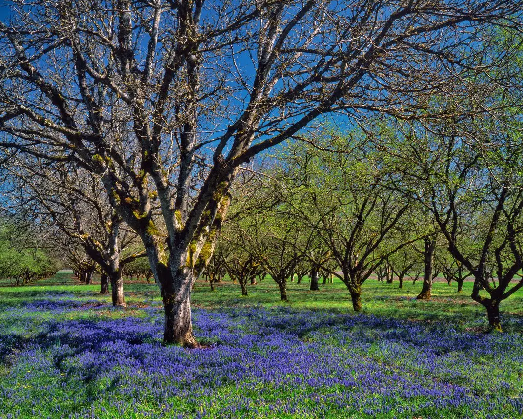 Willamette Valley