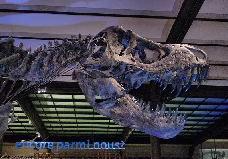 20110520083308stan-tyrannosaurus.jpg