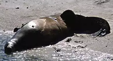 Гавайский тюлень-монах