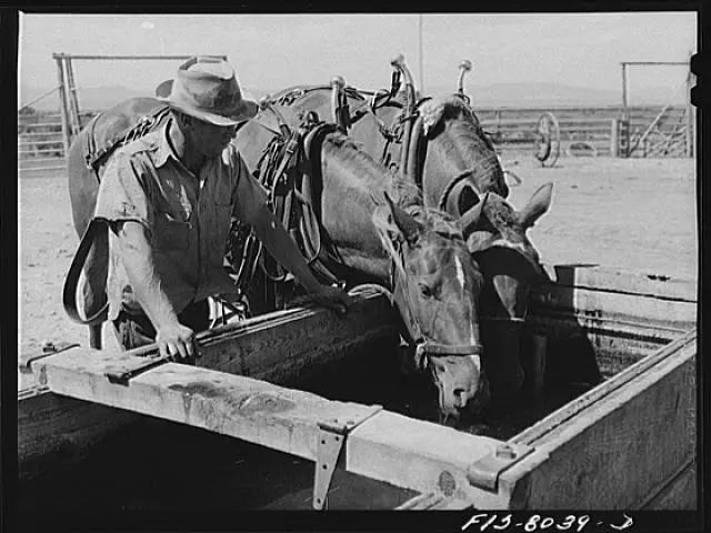 Russell Lee, Big Hole Valley, Beaverhead County, Montana. Paarden die de hele ochtend in de hooivelden hebben gewerkt, worden 's middags naar de ranch gebracht voor water en voedsel