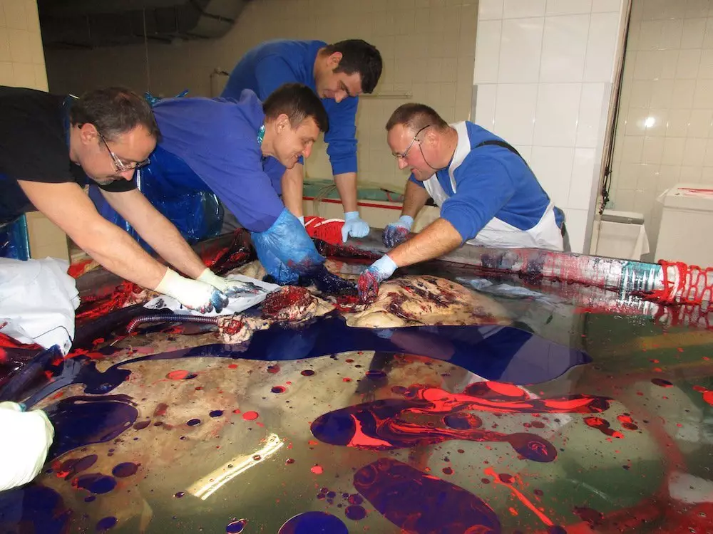 Макотрпниот процес на зачувување на срцето на синиот кит од 400 фунти 29676_2
