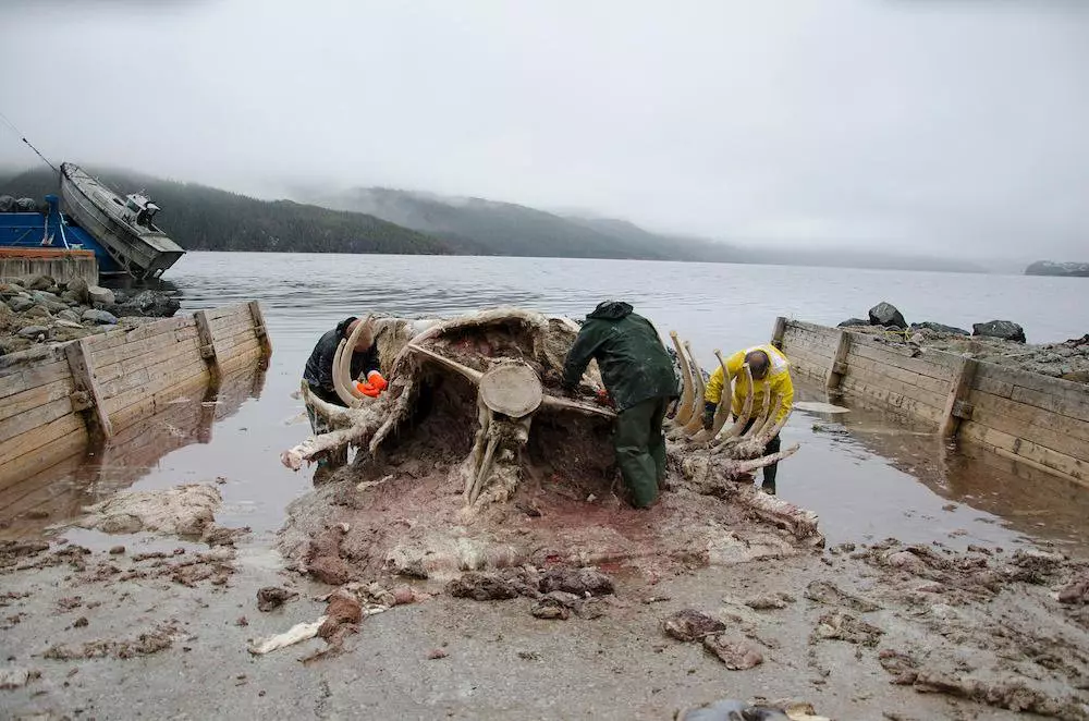 400ポンドのシロナガスクジラの心臓を保存するための骨の折れるプロセス 29676_4