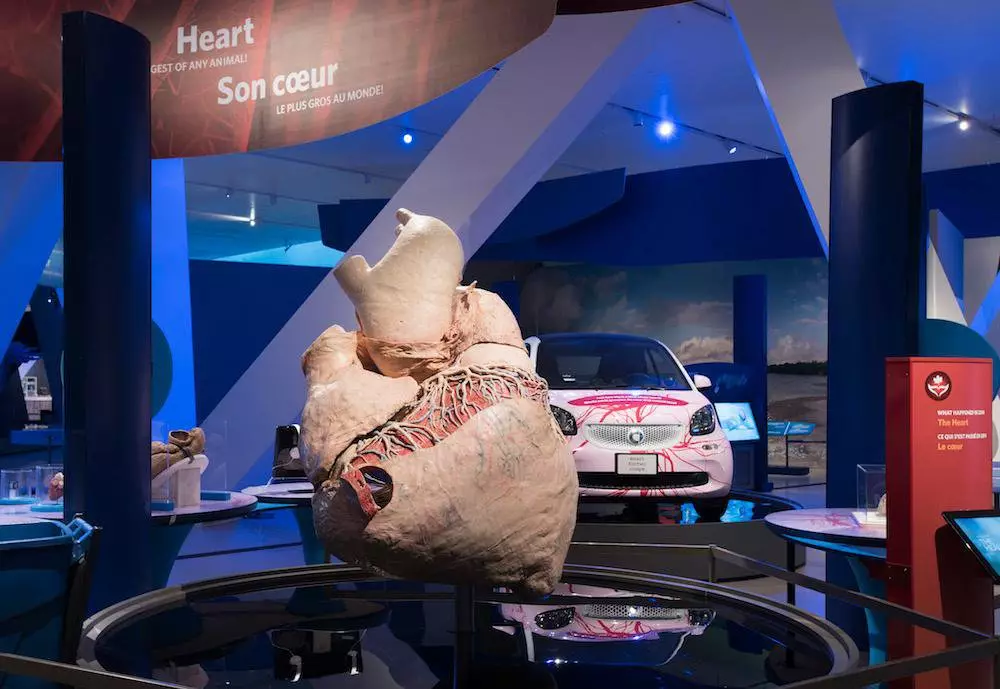 400ポンドのシロナガスクジラの心臓を保存するための骨の折れるプロセス 29676_6