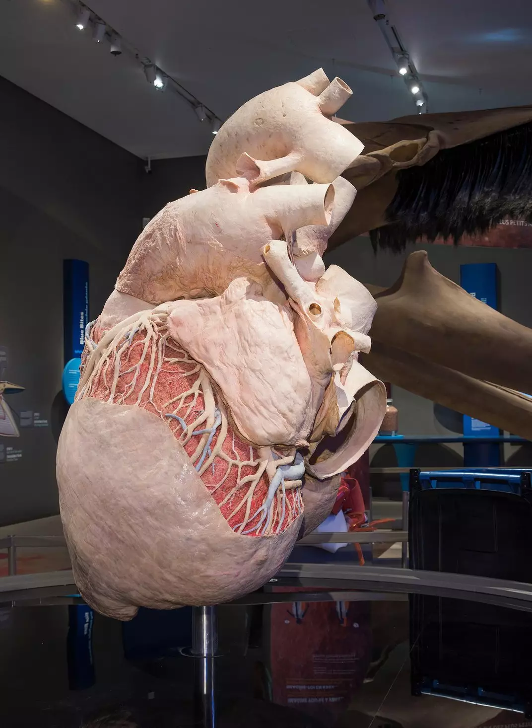 Mukotrpen proces ohranjanja 400-kilogramskega srca modrega kita 29676_7