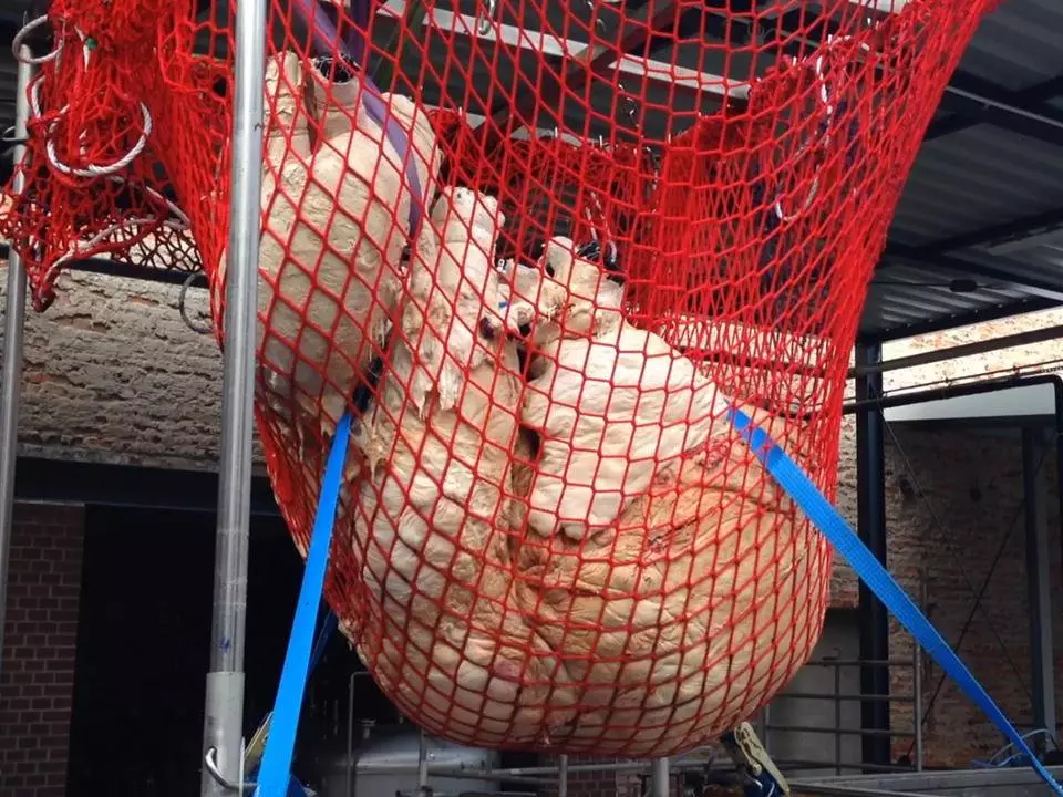 Макотрпниот процес на зачувување на срцето на синиот кит од 400 фунти 29676_9