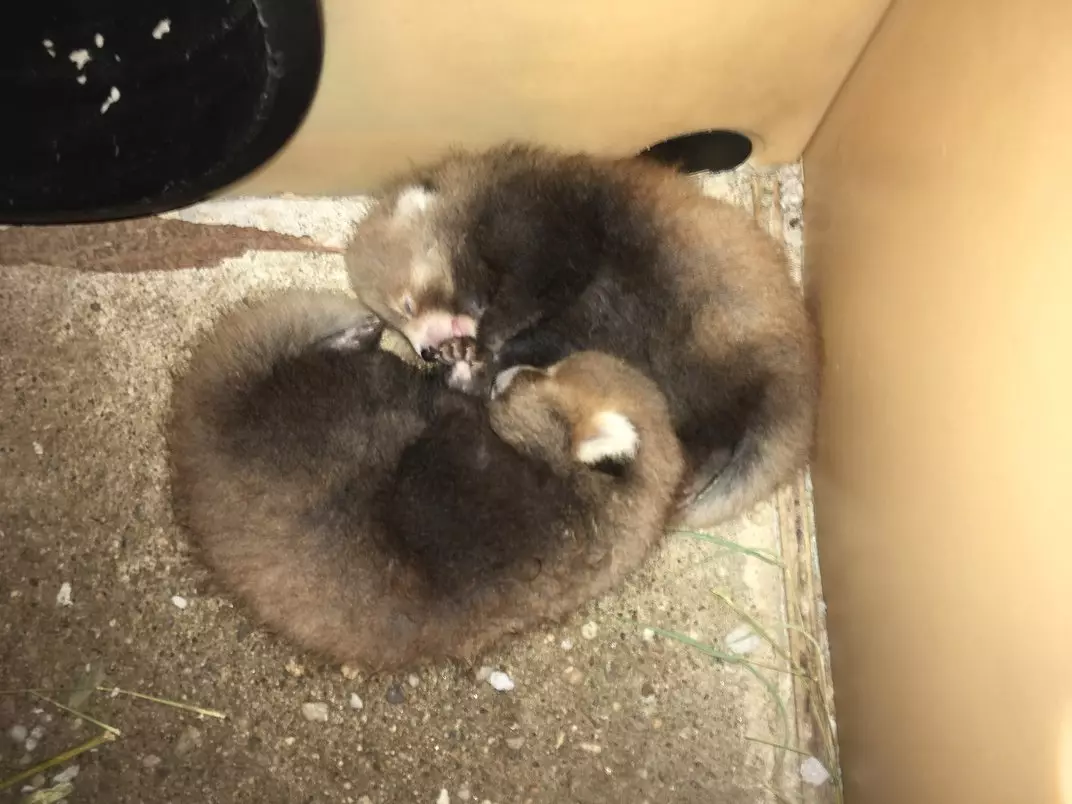 Rencontrez les bébés pandas roux nouveau-nés du zoo, qui viennent d'ouvrir les yeux 29687_1