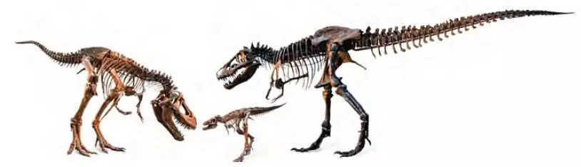 20110520083308tyrannosaurus-tsev neeg.jpg