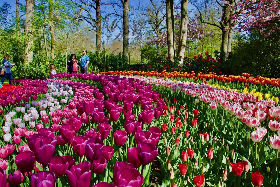 Rivieren fan blommen bloeiden yn Nederlân 29780_4