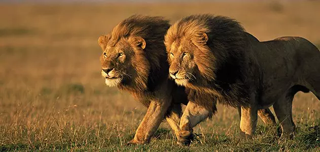 Dua singa jantan di Kenya