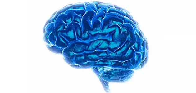 Мозок людини