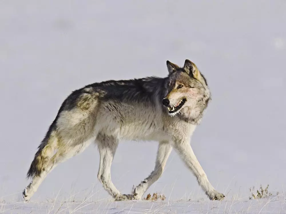 Wolf Gray in Yellowstone