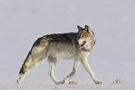 Serigala jeung Kasaimbangan Alam di Rockies 29980_3