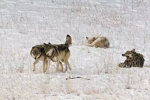 Serigala jeung Kasaimbangan Alam di Rockies 29980_4