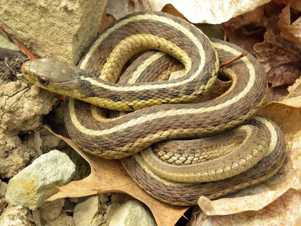 Eastern garter snake