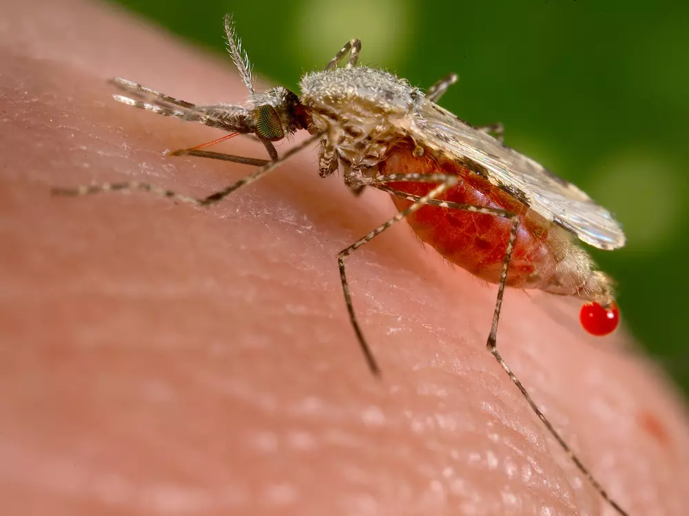 Um mosquito pica uma pessoa e está cheio de sangue