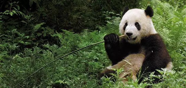 Panda jede bambus