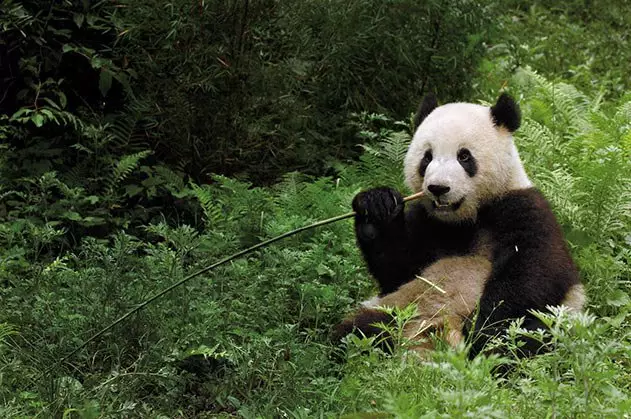 панда есць бамбук