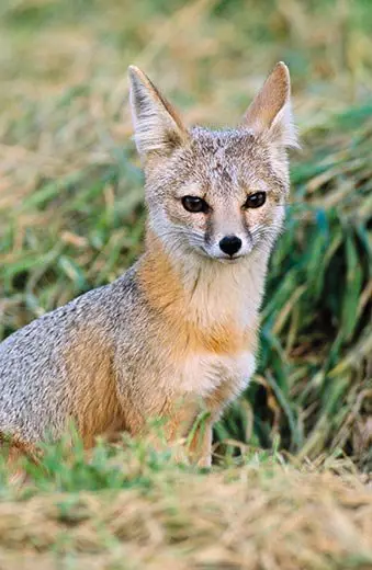 San Joaquin kit foxes