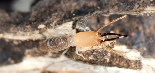 Termites Panamanian