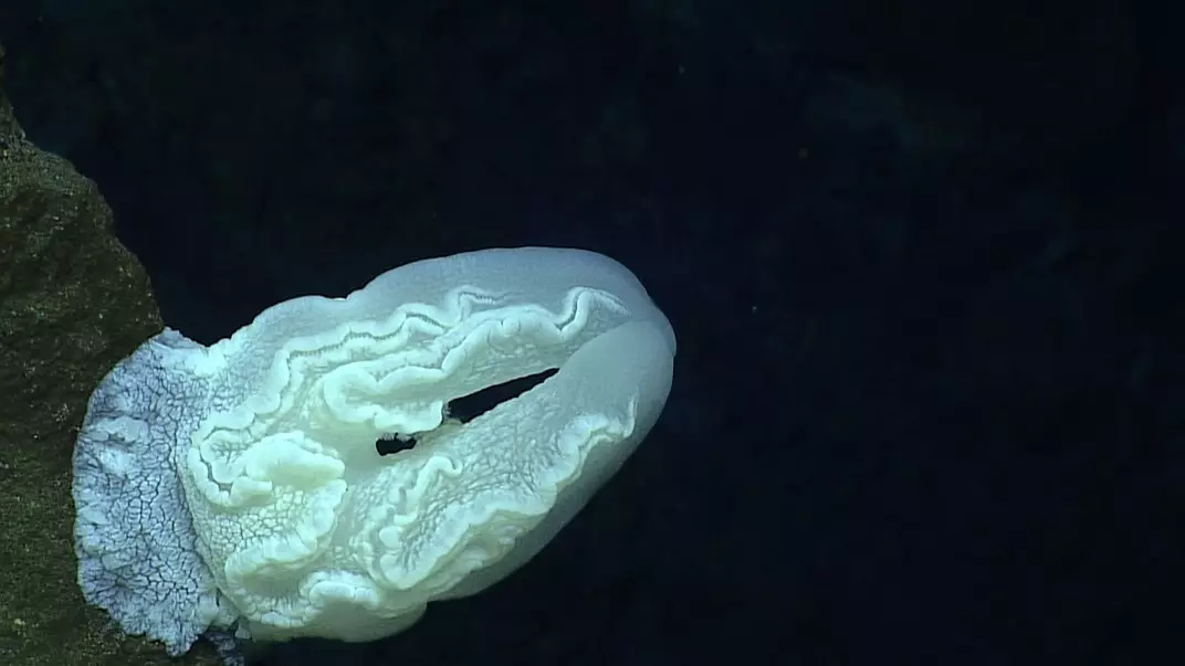 مهمة إلى Mariana Trench تسجل العشرات من مخلوقات أعماق البحار المجنونة 30035_1