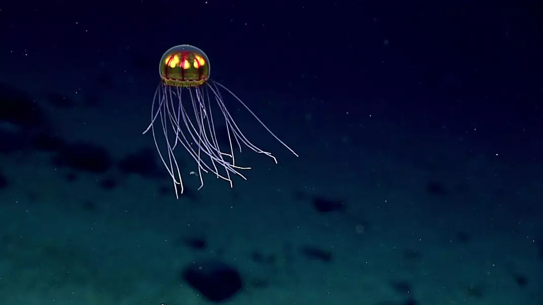 مهمة إلى Mariana Trench تسجل العشرات من مخلوقات أعماق البحار المجنونة 30035_2