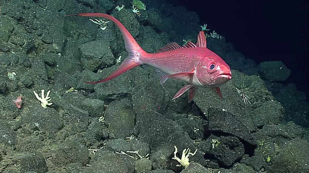 Misión para Mariana Trench rexistra ducias de criaturas tolas do mar profundo 30035_5