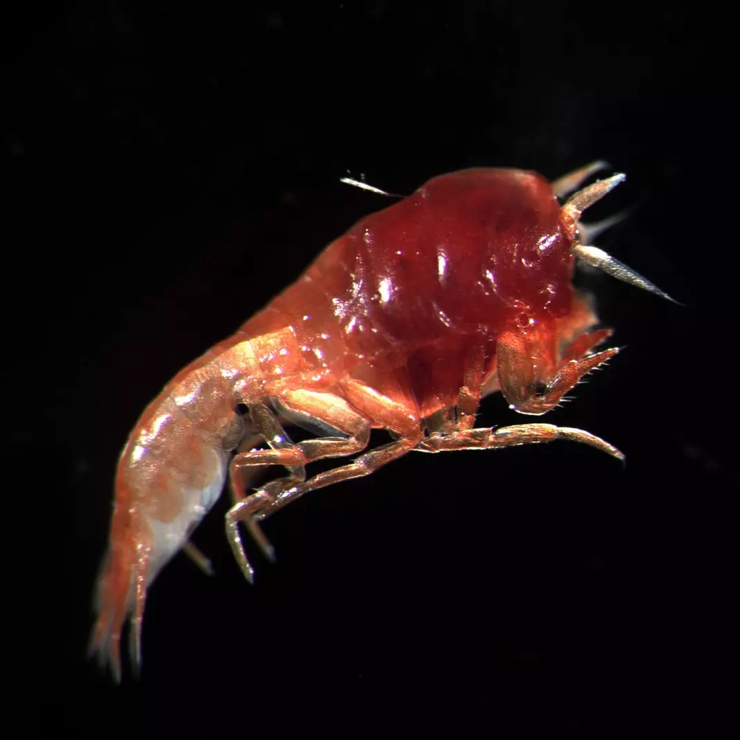 I-Amphipod