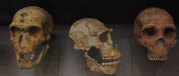 Neanderthal skulls