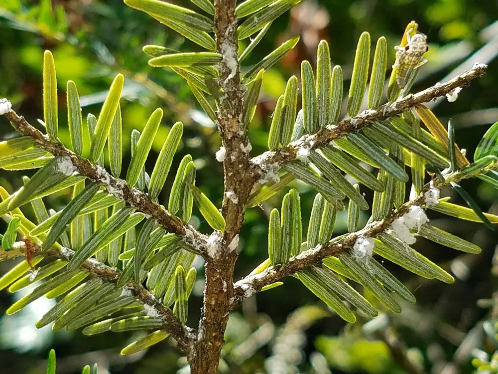 හෙම්ලොක්