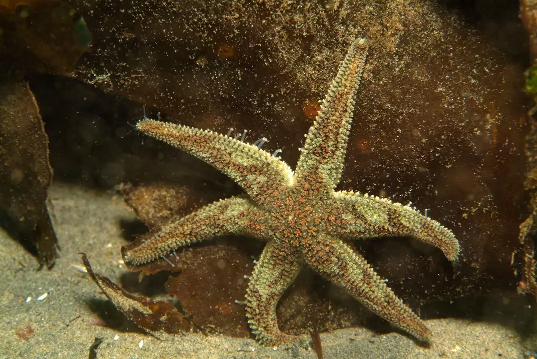 Leptasterias jūras zvaigznes