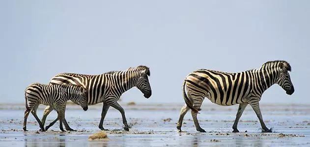 Zebras ee Makgadikgadi Pans National Park