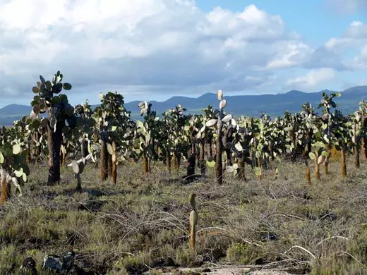 Kaktus opuncije