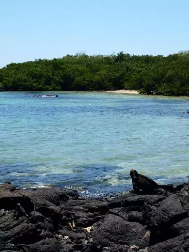 Morska iguana