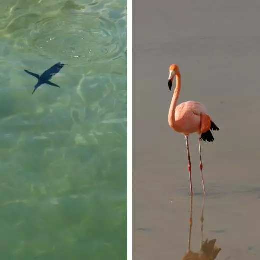 Mörgæs og flamingó