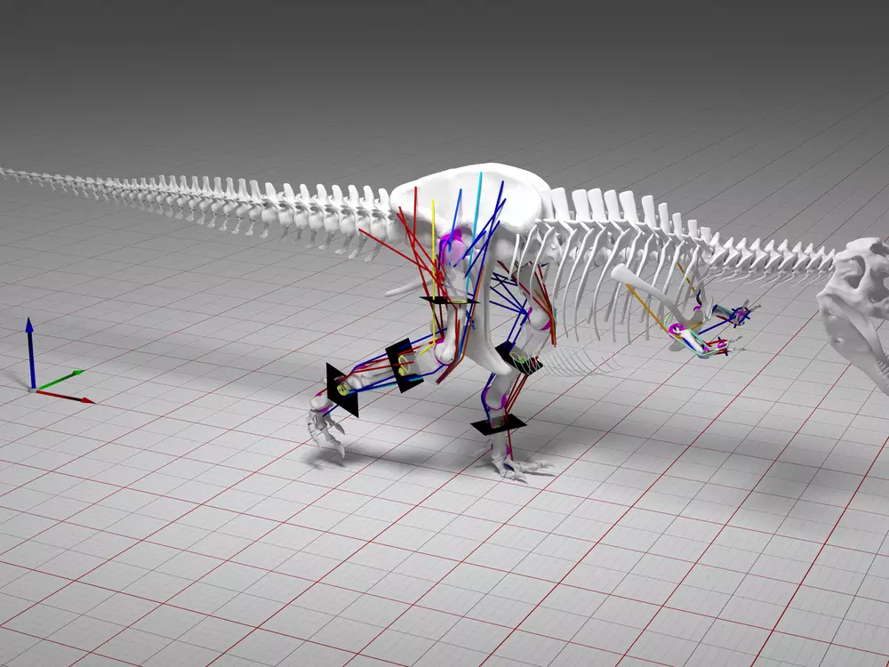 T-rex modeli