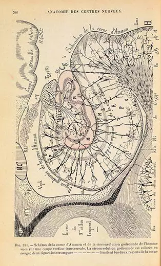 Beauty of the Brain 30162_15