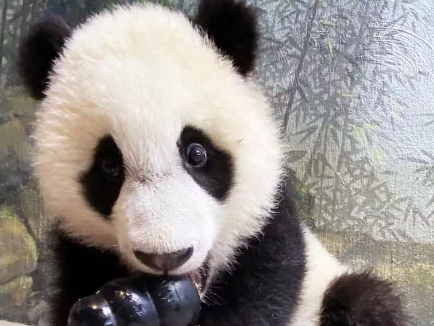 史密森尼宣布動物園和七座博物館將於 5 月開放 30216_1