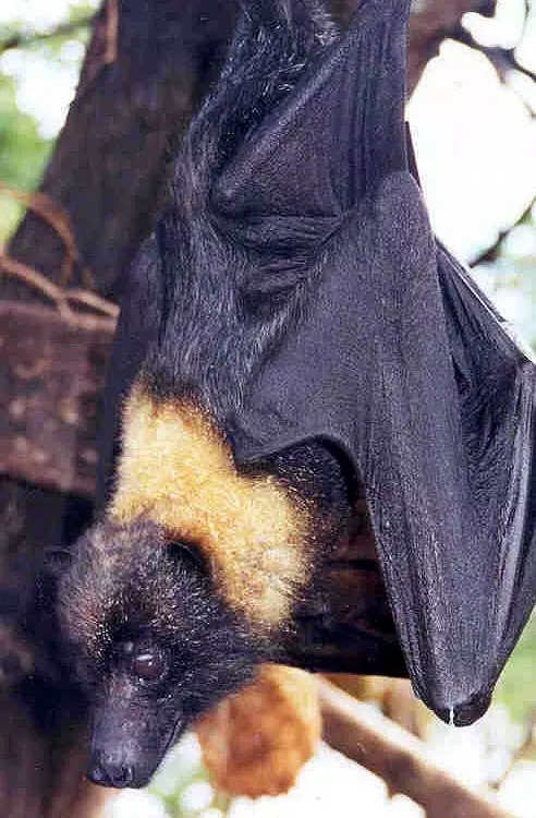 Batty About Flying Foxes
