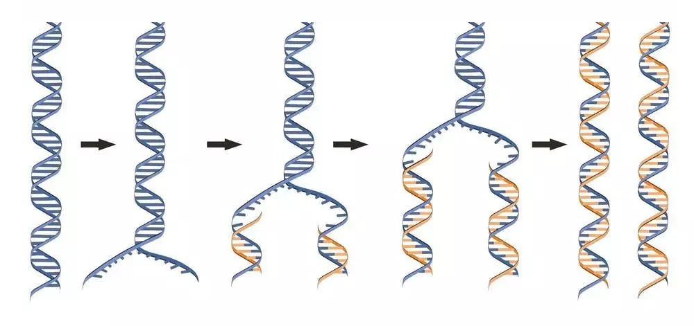 Diagram Replikasi DNA