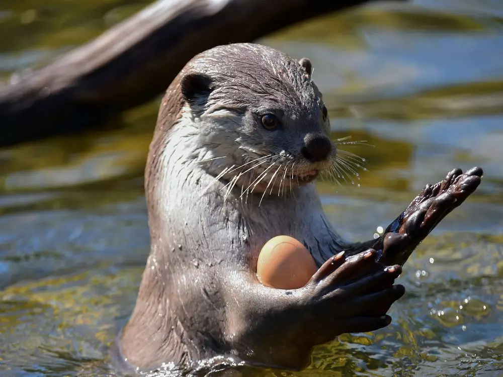 Otter jongleren met 'n bal in 'n swembad.