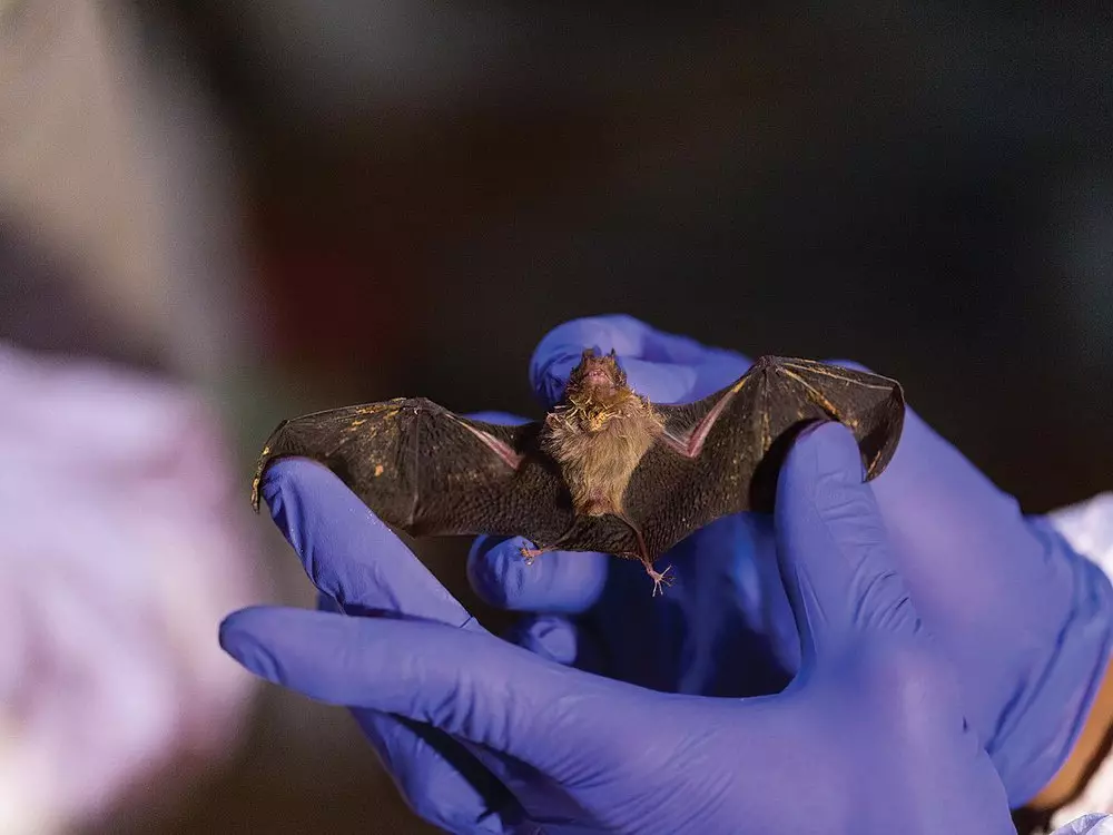 une chauve-souris bourdon dans des mains gantées