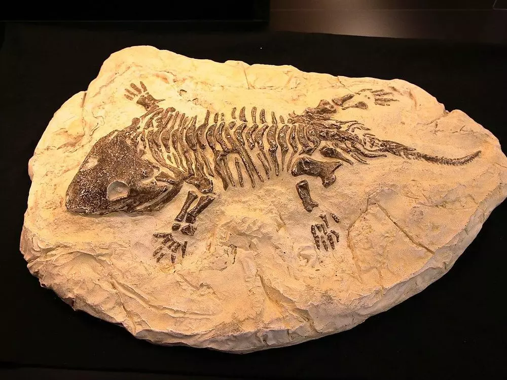 Fossiel van 'n Seymouria (uitgesterf)