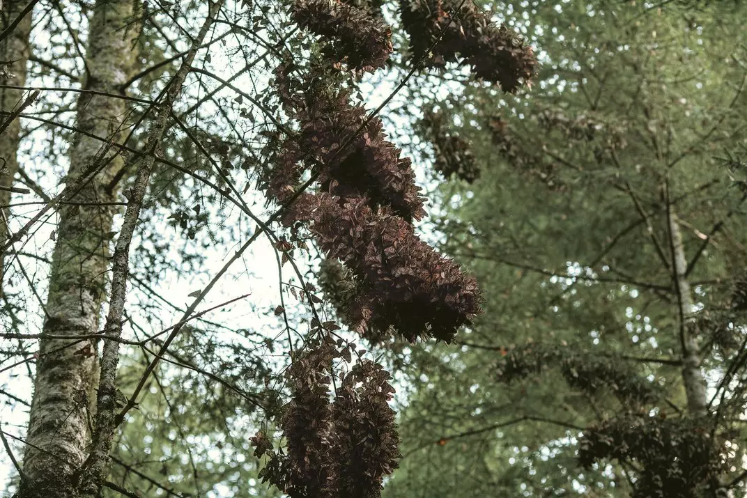 রাজাদের ক্লাস্টার