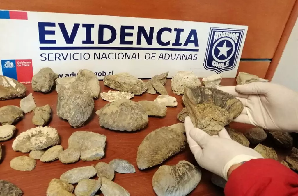Władze odzyskują 19 000 artefaktów z międzynarodowego żądła handlu antykami 30500_3