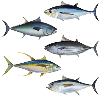 Įvairios tunų rūšys