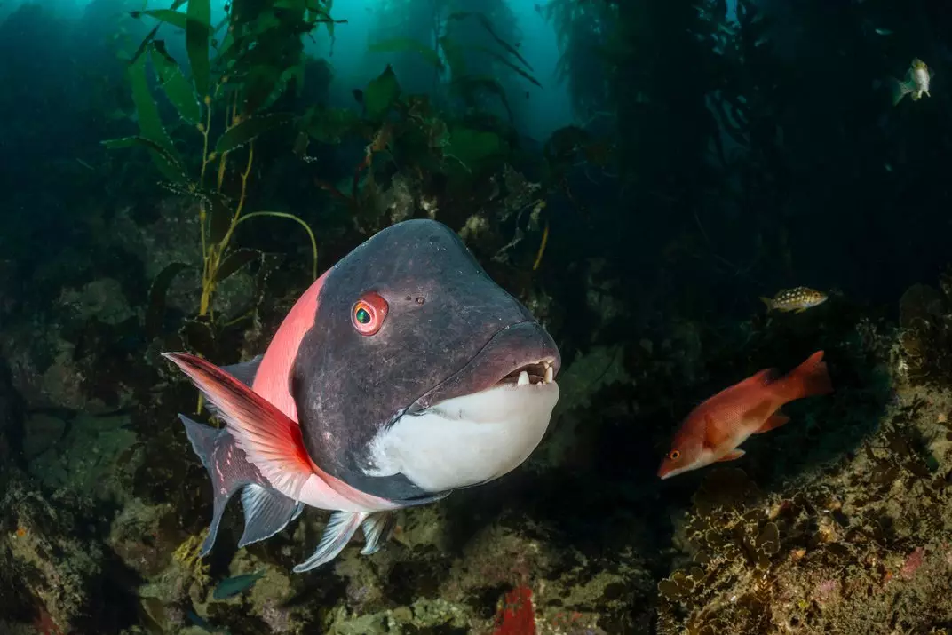 California sheephead