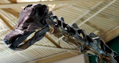 Ori Diplodocus, lori atunkọ ni Ile-iṣẹ aaye Utah ti Itan Adayeba.