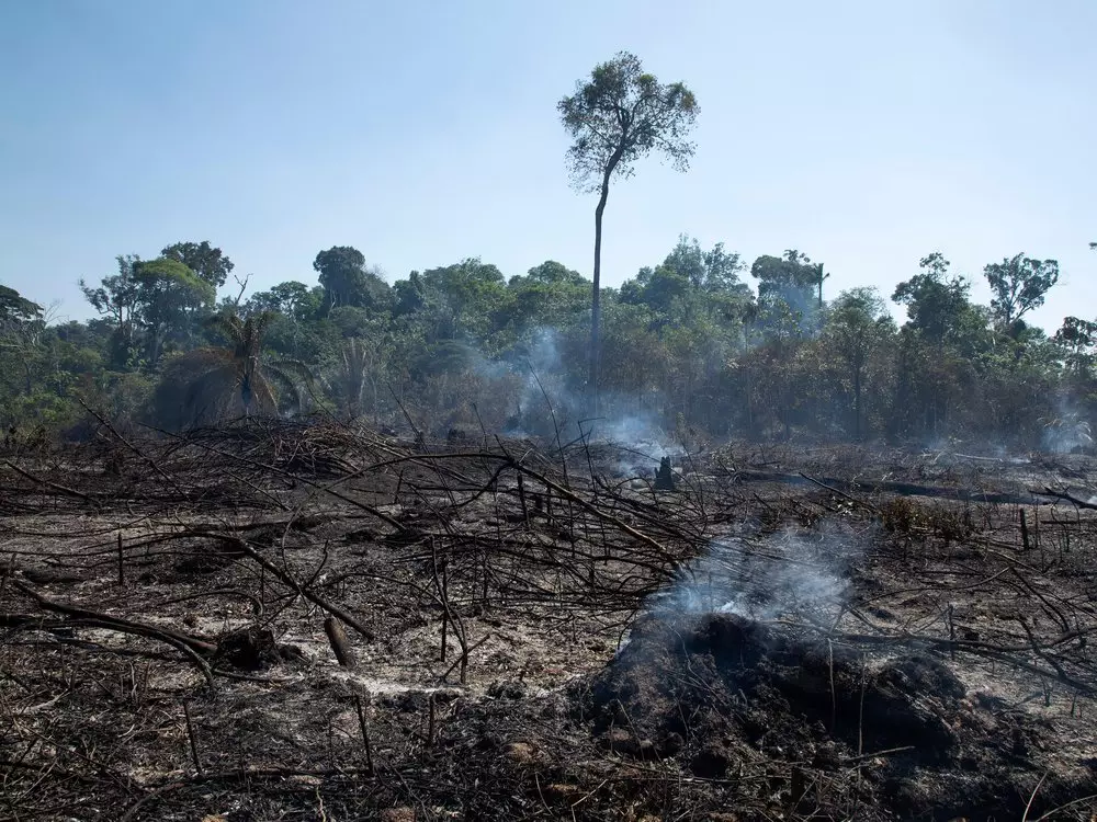 Paisatge cremat en primer pla amb la selva tropical intacta al fons