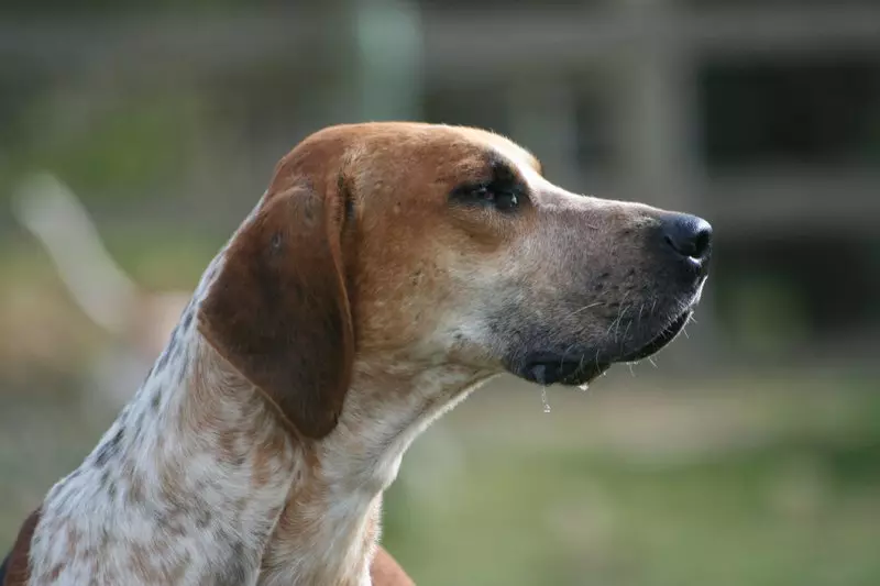 Ingelske foxhound