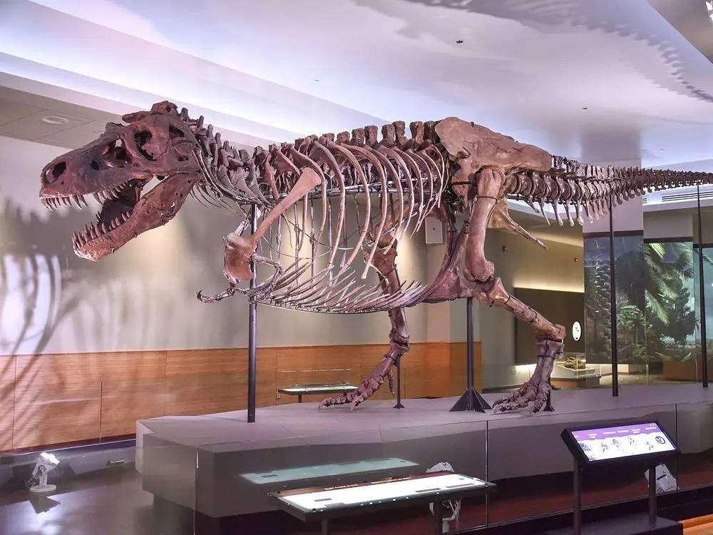 Ifoto yikigereranyo cya Tyrannosaurus Rex mungoro ndangamurage yamateka Kamere i Chicago, IL